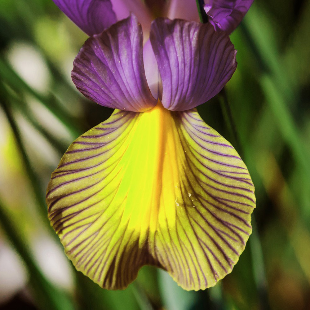 Iris Picasso | Suttons