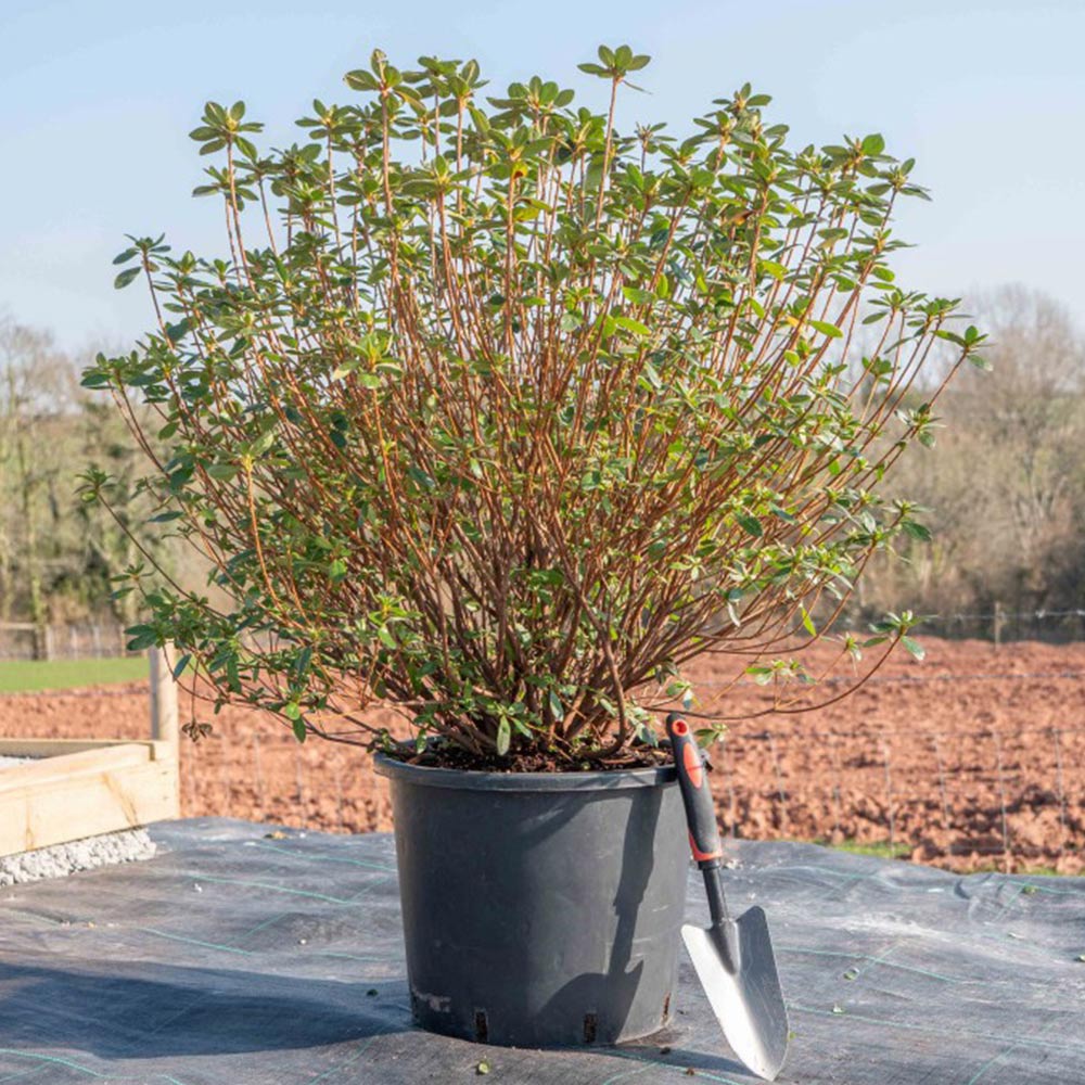 Rhododendron 'Rustica Hybrid Red' (Azalea Group) | Suttons