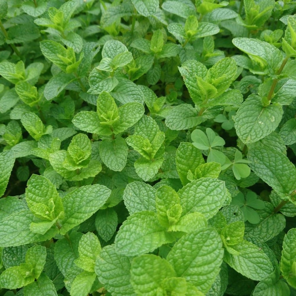 Garden Mint | Suttons