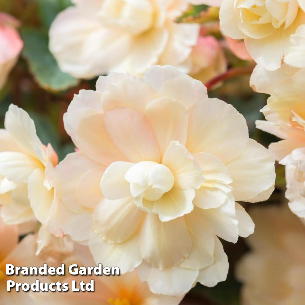 Begonia Sweet Spice Collection | Suttons