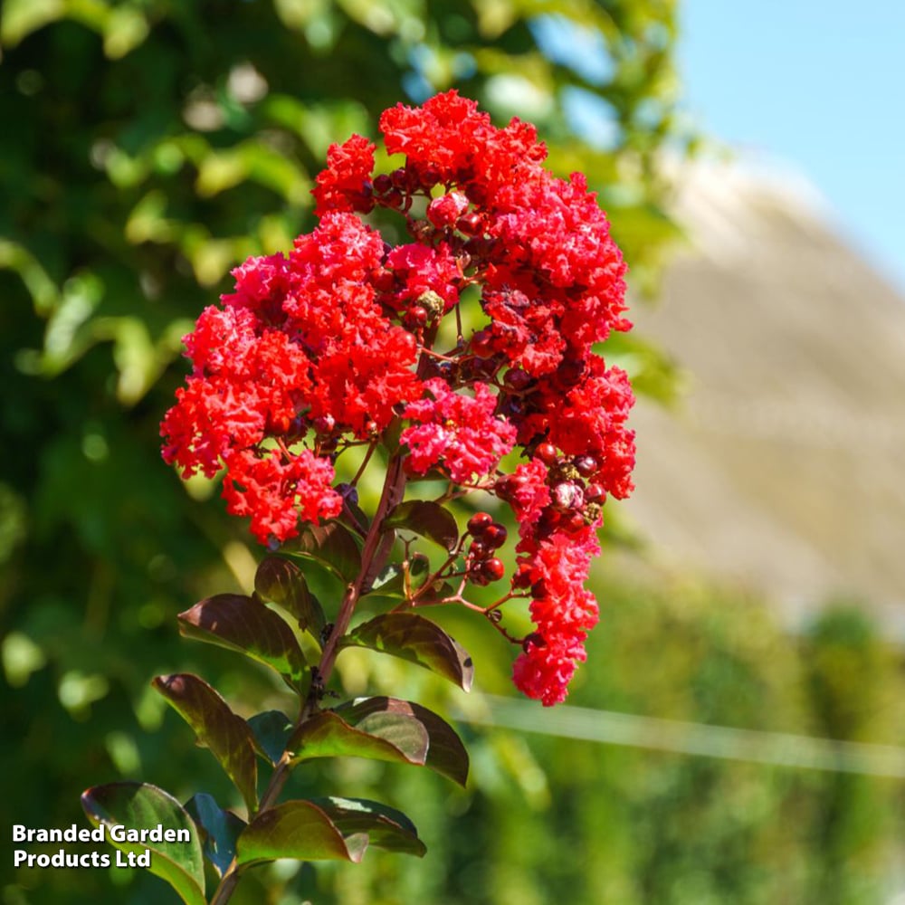 Lagerstroemia indica 'Ruffled Red Magic'