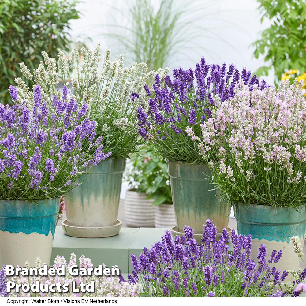Lavender 'BeeZee® Trio' | Suttons