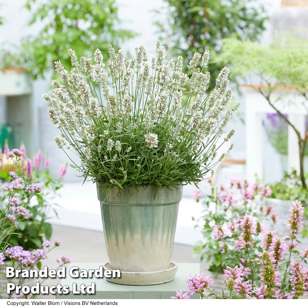 Lavender 'BeeZee® Trio' | Suttons