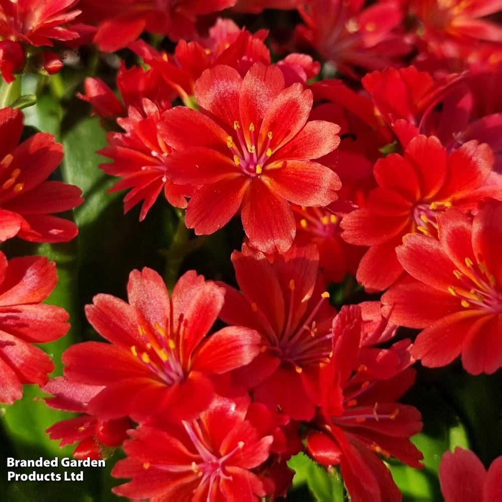 Lewisia cotyledon 'Sunset Glow'