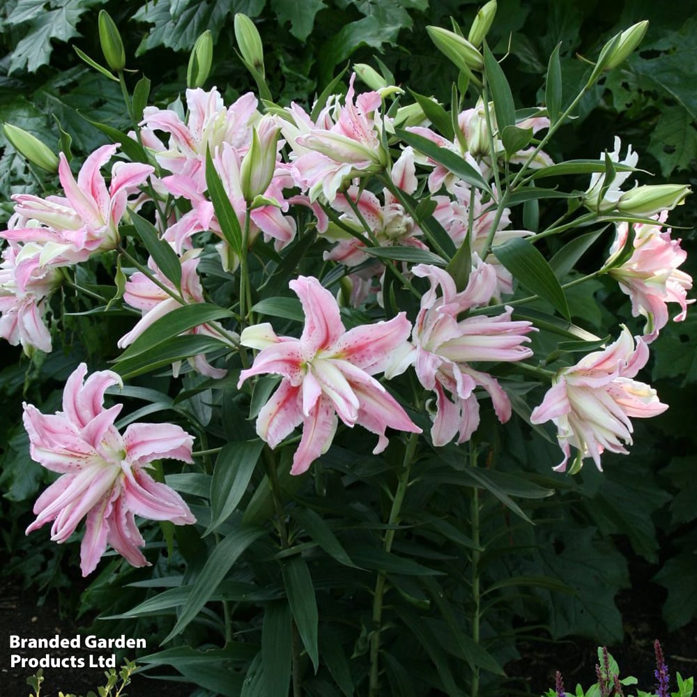 Lily 'Broken Heart'