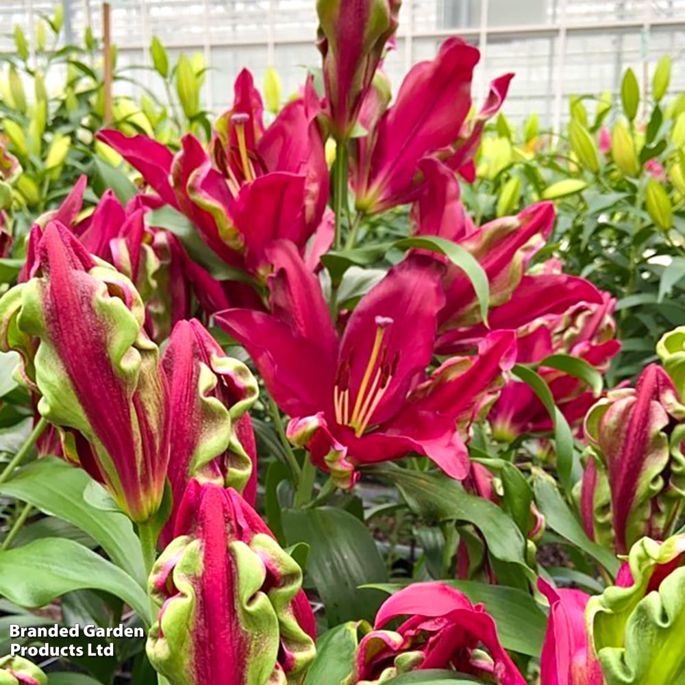 Lily 'Tropical Dragon'