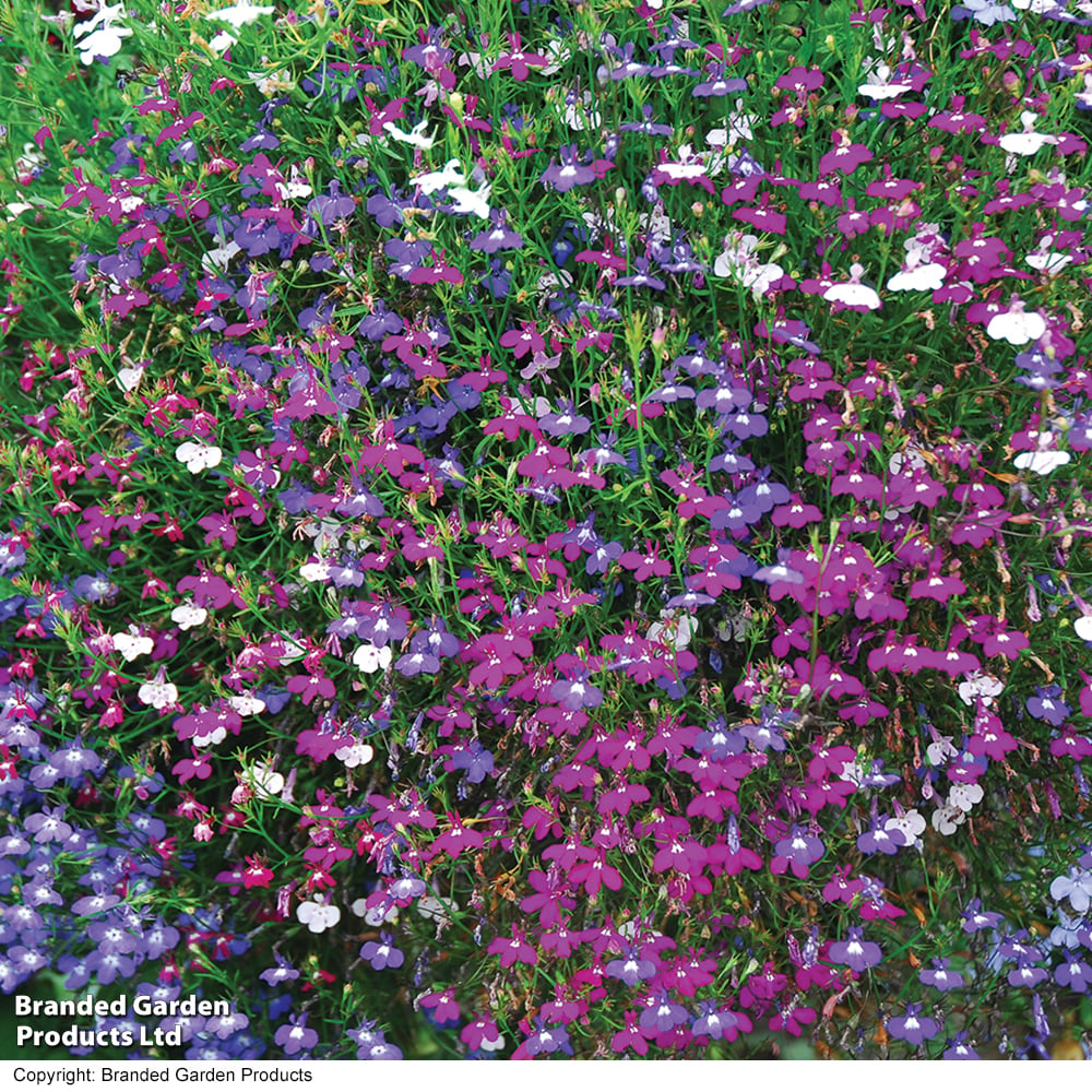 Lobelia Ultra Cascade Mixed