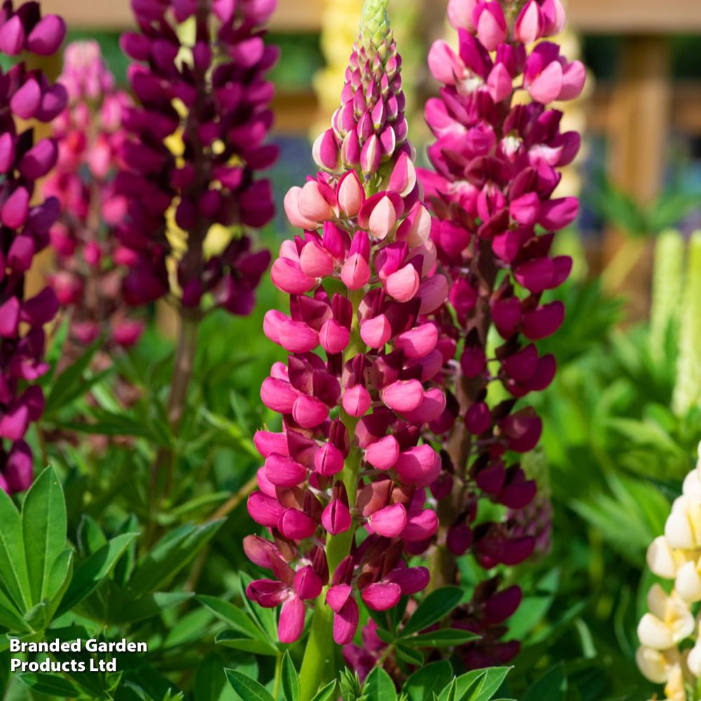 Lupin 'Legendary Red Shades'