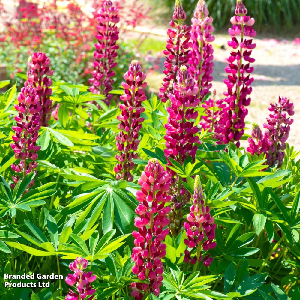 Lupin 'Legendary Red Shades'