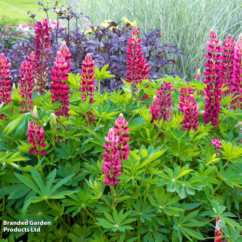 Lupin 'Legendary Red Shades'