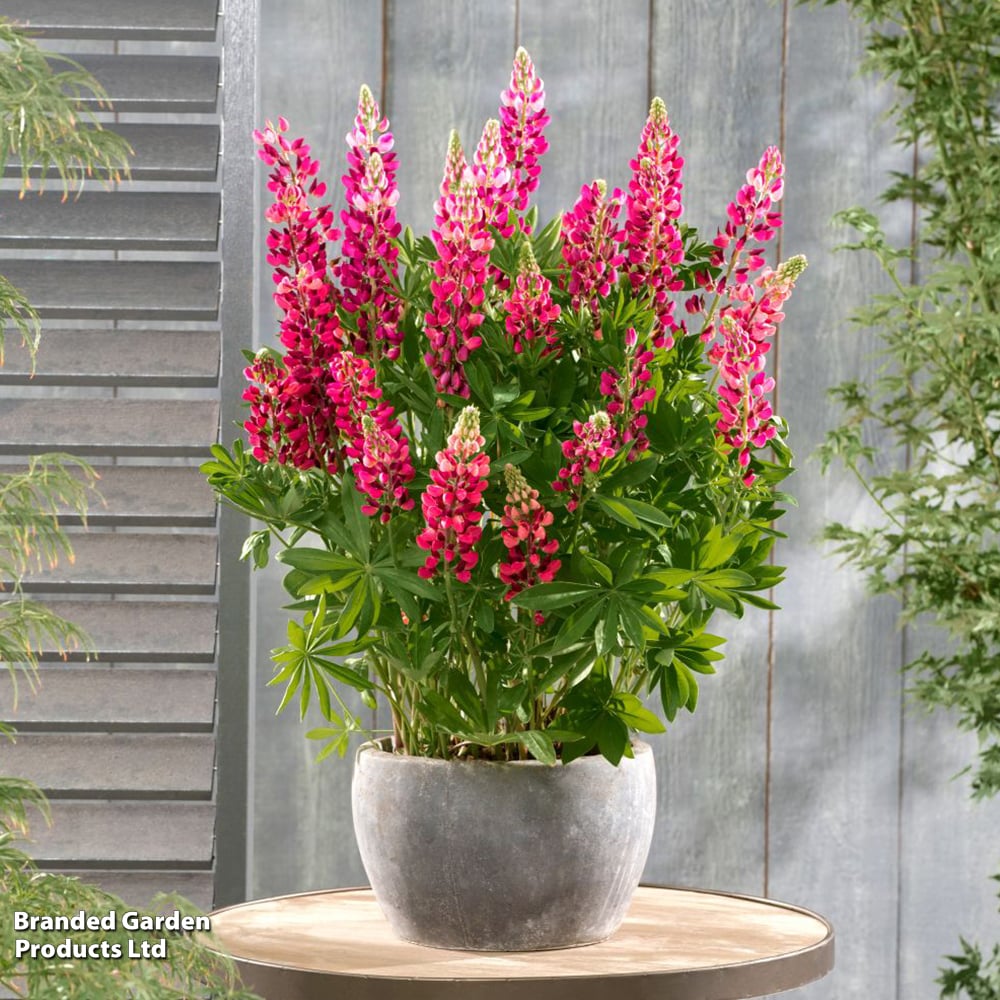 Lupin 'Legendary Red Shades'