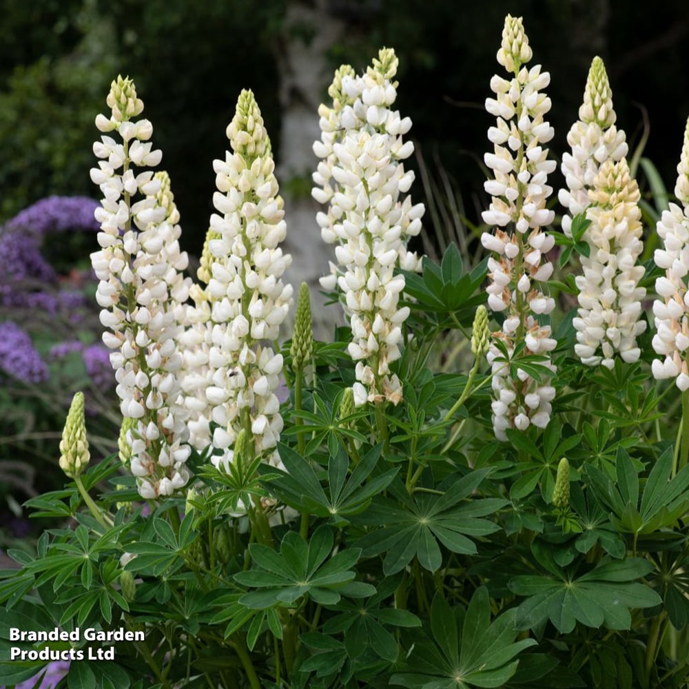 Lupin 'Legendary White Shades'