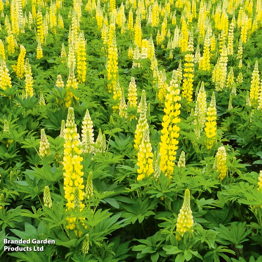 Lupin 'Lupini Yellow'