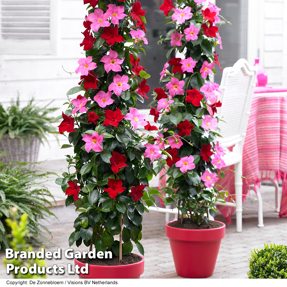 Mandevilla 'Sundaville Red' | Suttons