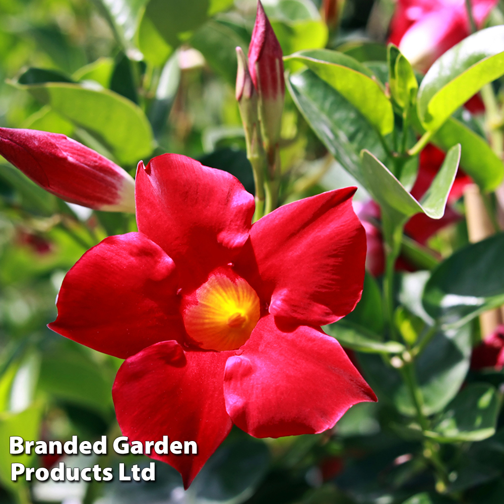 Mandevilla 'Sundaville Red' | Suttons