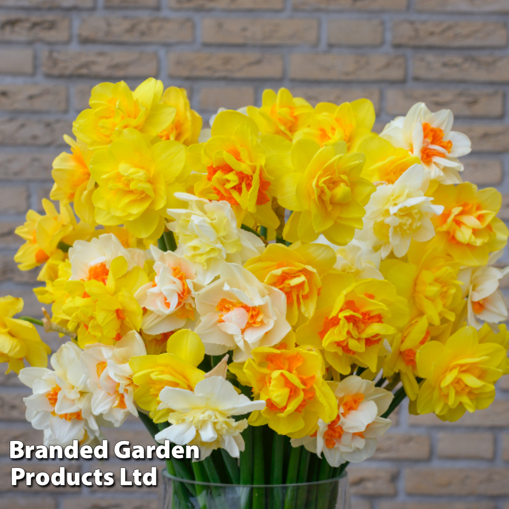 Daffodil Double Classic Mixed | Suttons