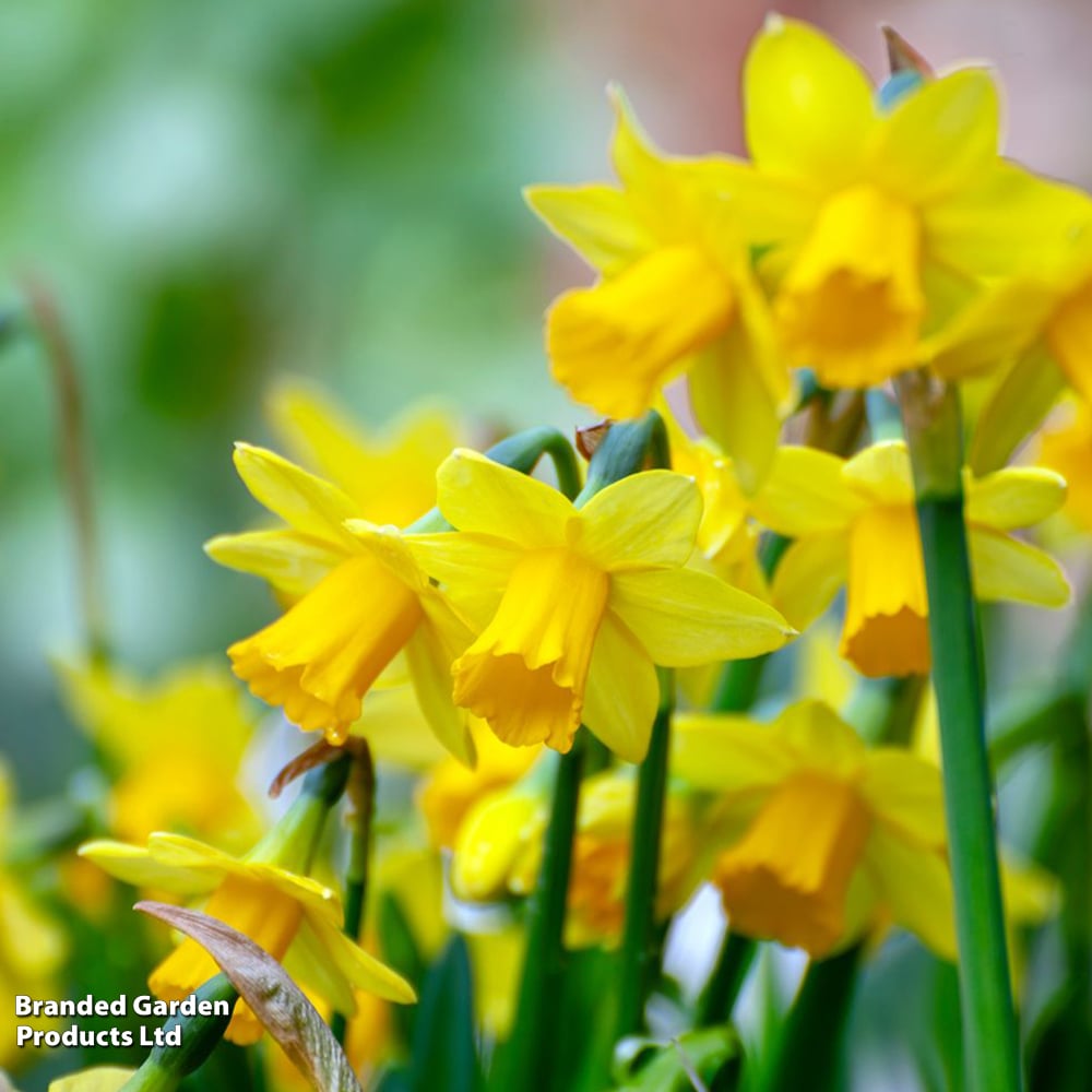 Spring Light Bulb Bundle