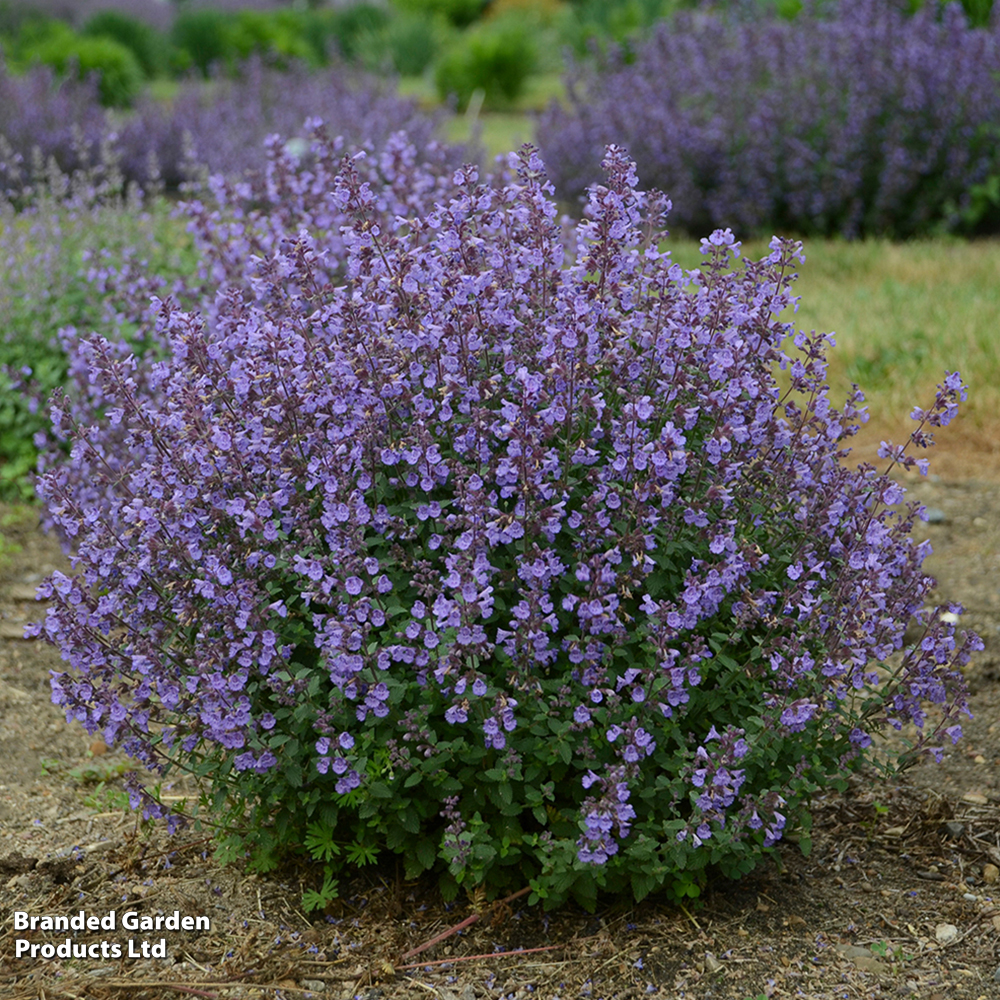 Nepeta x faassenii 'Kitten Around'