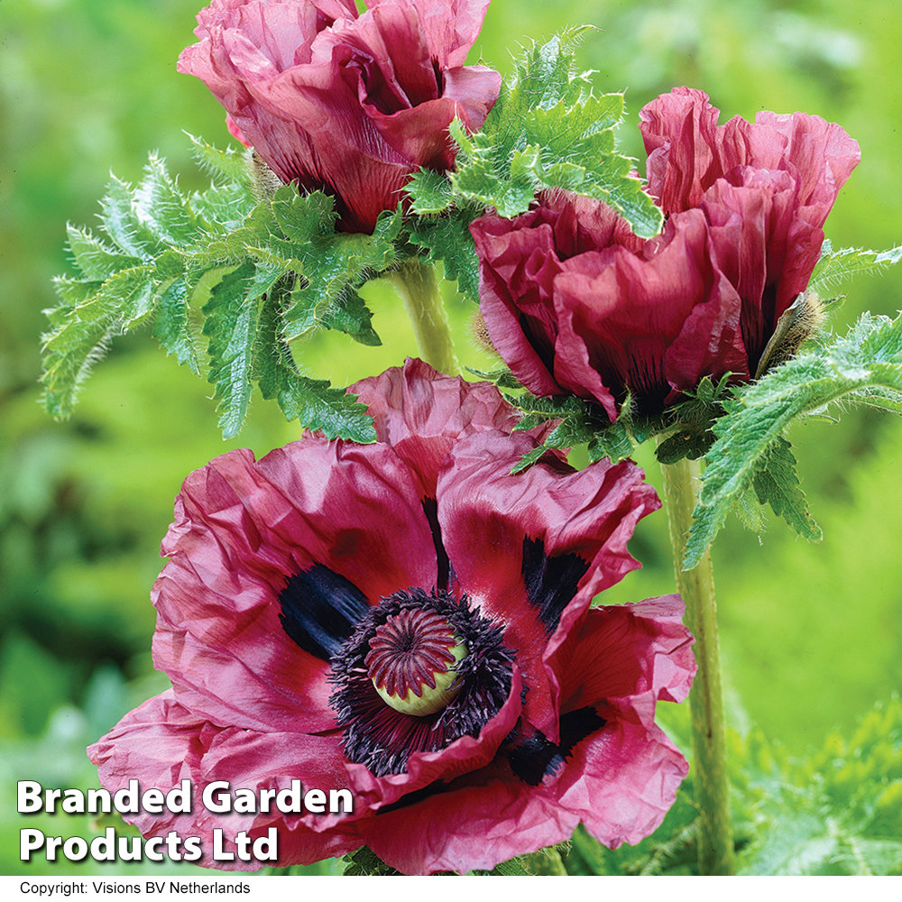 Poppy 'Pattys Plum' | Suttons