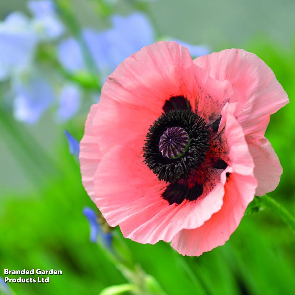 Poppy orientale 'Queen Alexandra'