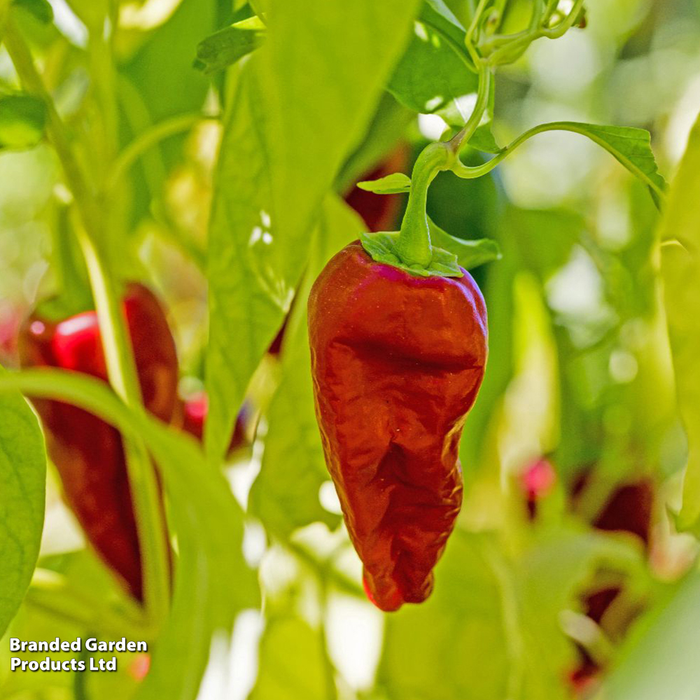 Chilli Pepper 'Padron' - Seeds