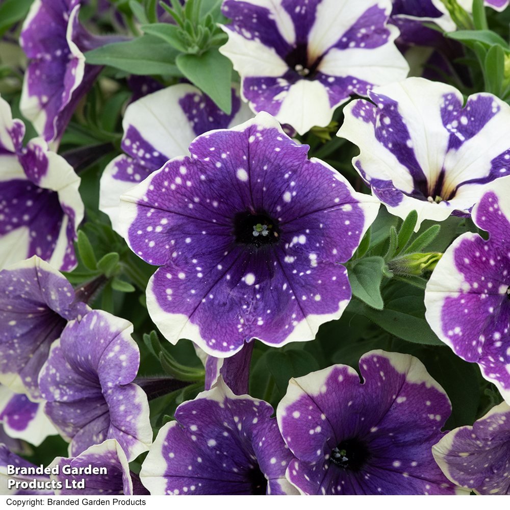 Petunia 'Blueberry Sky' | Suttons