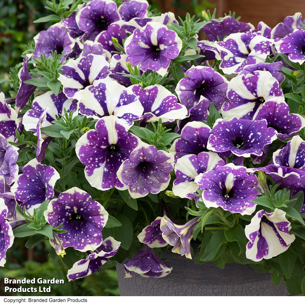 Petunia 'Blueberry Sky' | Suttons