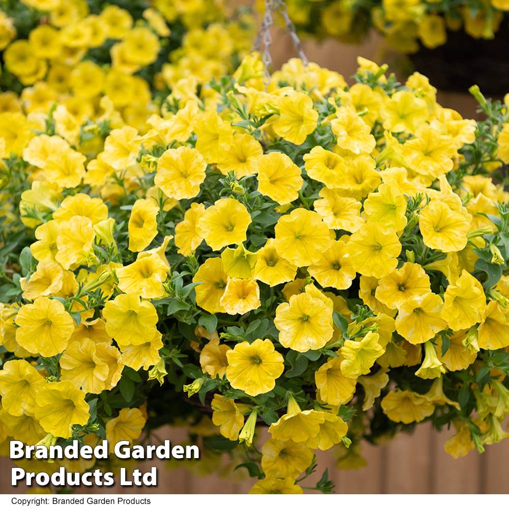 Petunia Capella™ Hello Yellow | Suttons