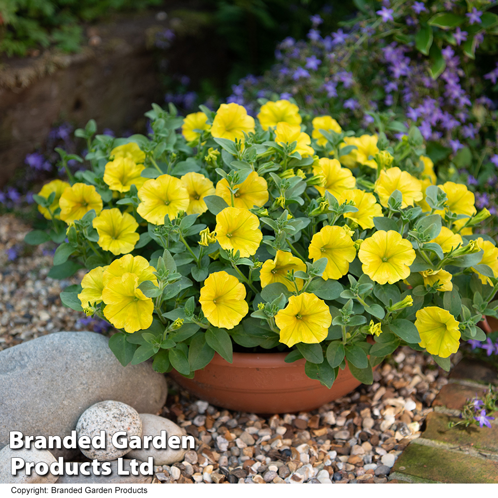 Petunia ‘Capella™ Hello Yellow’ | Suttons