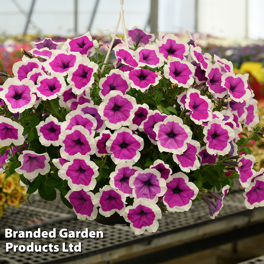 Petunia RIMarkable | Suttons