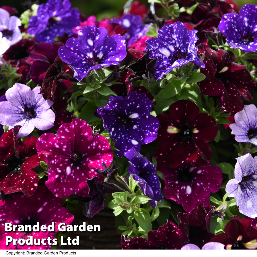 Petunia 'Sky Mix' Trio (with Night Sky) | Suttons