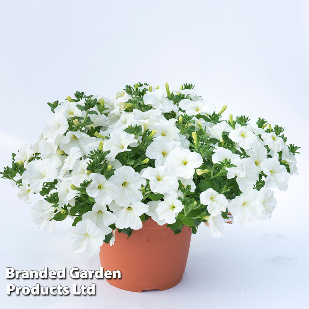 Petunia 'Titan Giant White' | Suttons