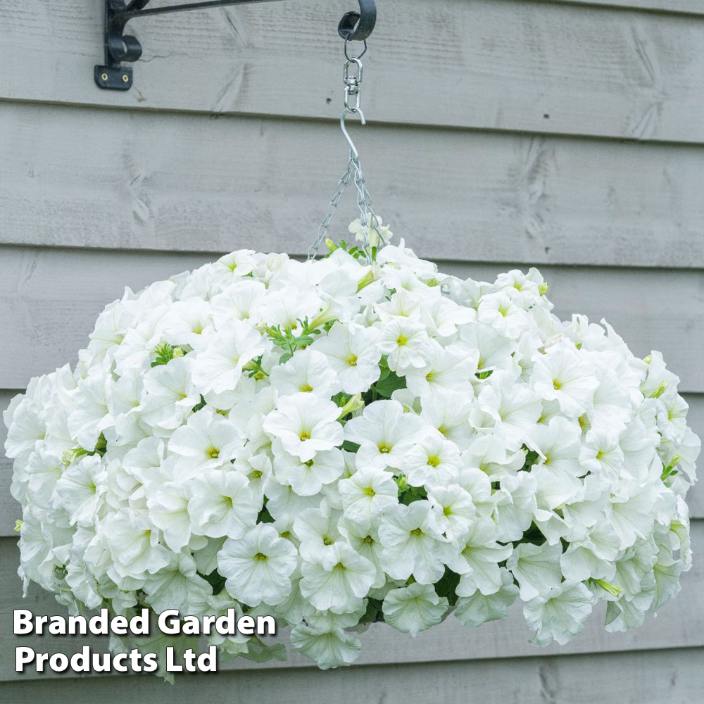 Petunia 'Titan Giant White' | Suttons