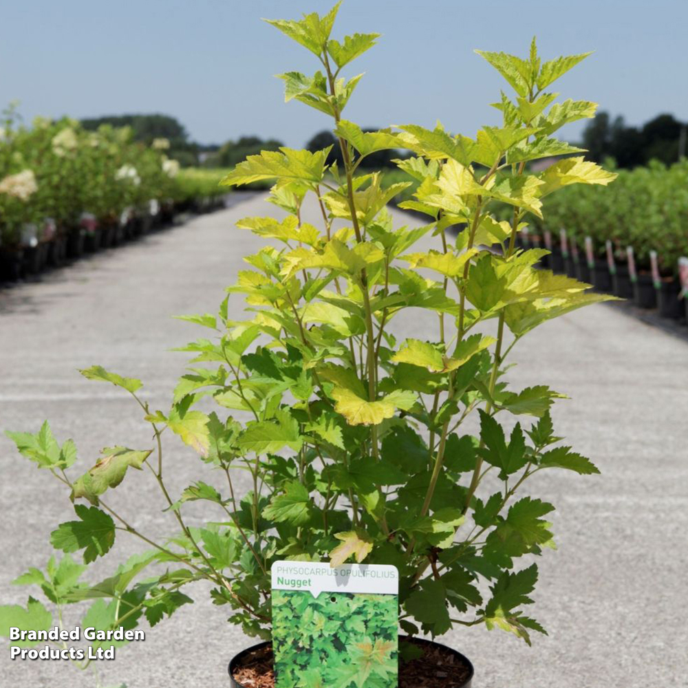 Physocarpus opulifolius 'Golden Nugget'