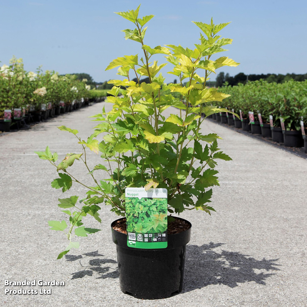Physocarpus opulifolius 'Golden Nugget'