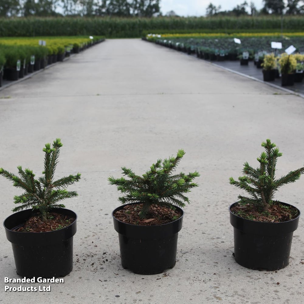 Picea abies 'Maxwellii'