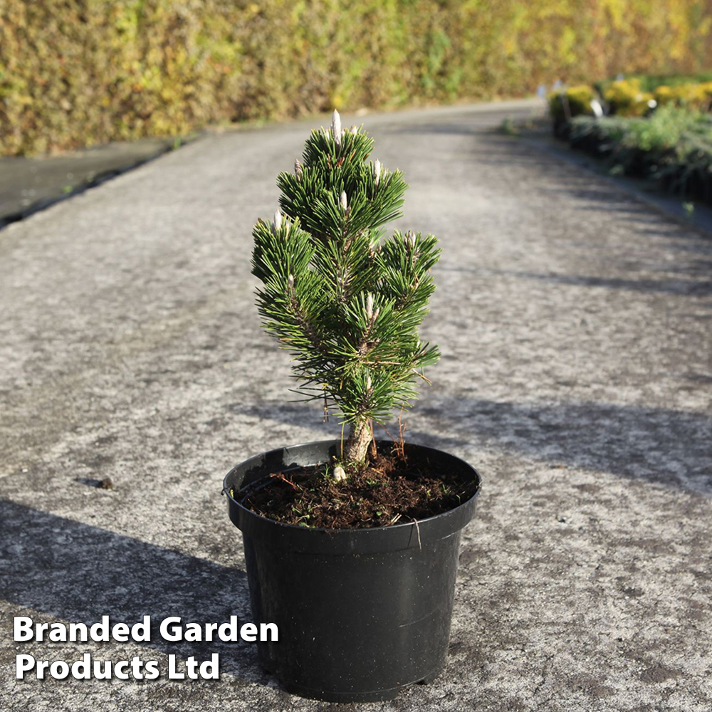 Pinus thunbergii 'Kotobuki' | Suttons