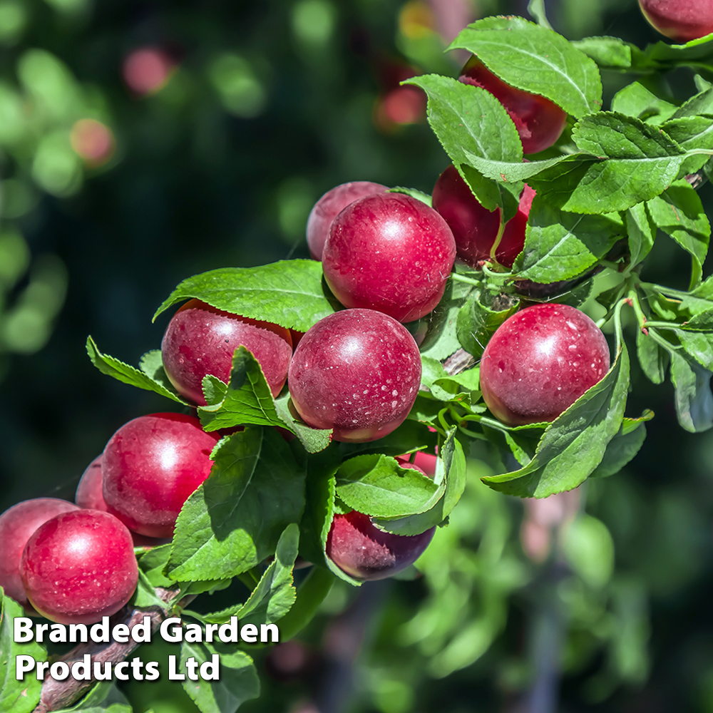 Plum 'Gypsy' (Mirabelle) | Suttons