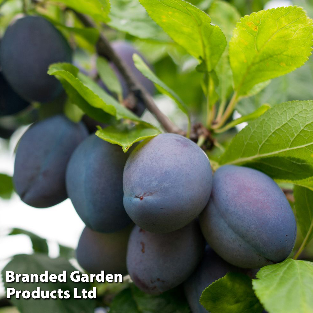 Plum Duo Family Tree | Suttons