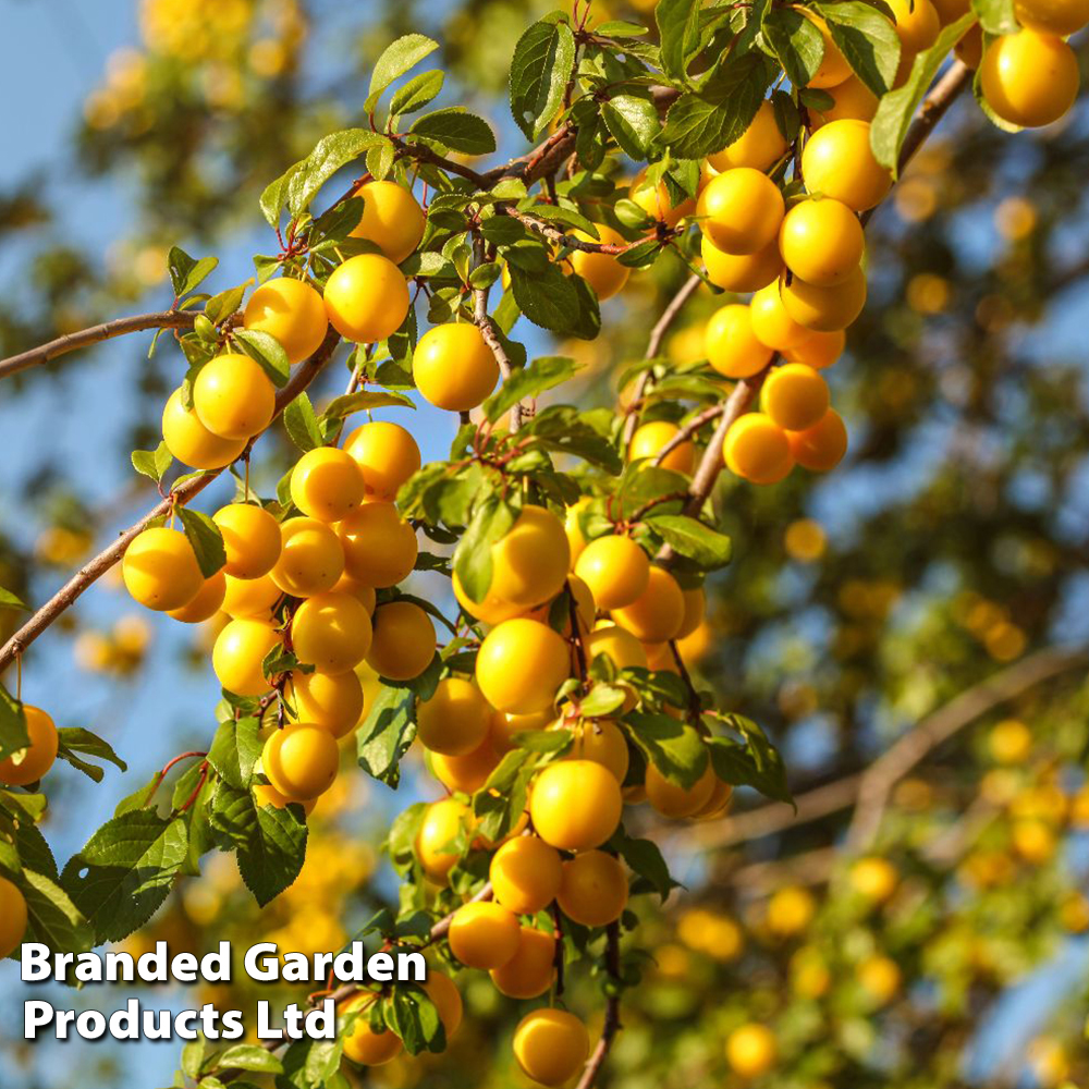 Plum 'Yellow Pershore' | Suttons