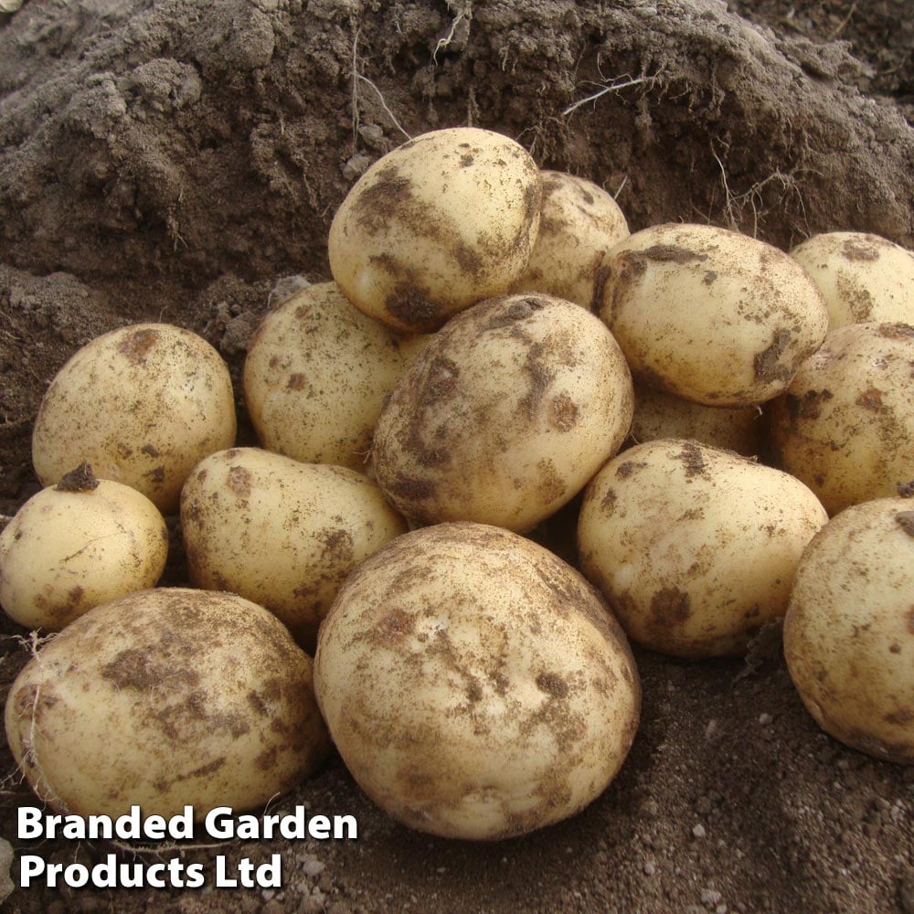 Potato 'Marfona' | Suttons