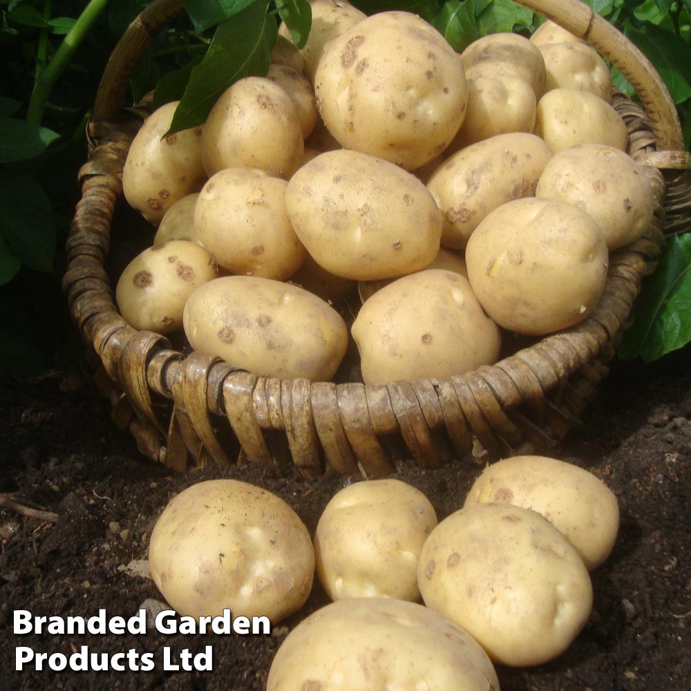 Potato 'Marfona' | Suttons