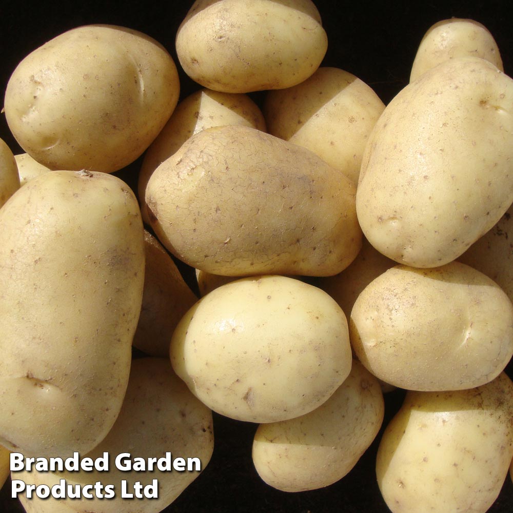 Potato 'Wilja' | Suttons