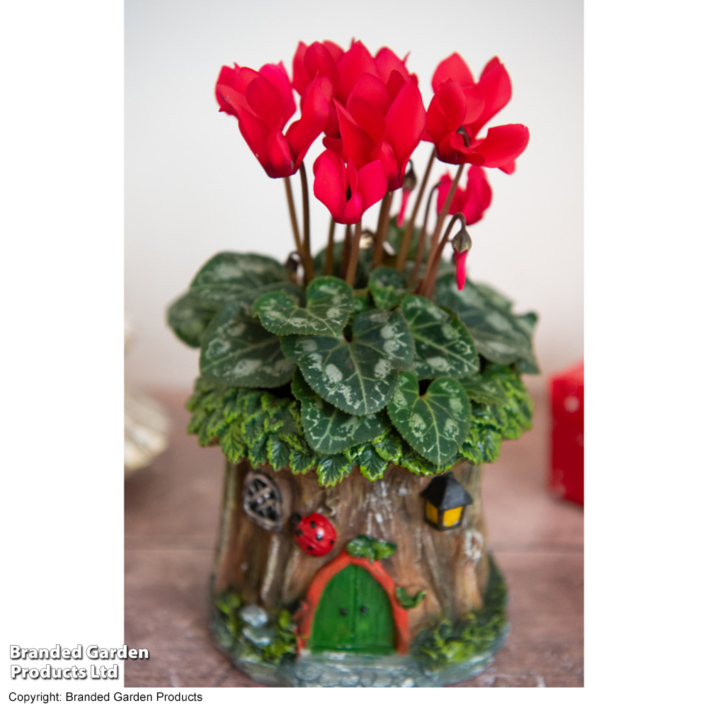 Woodland Ladybird Planter with Cyclamen - Gift | Suttons