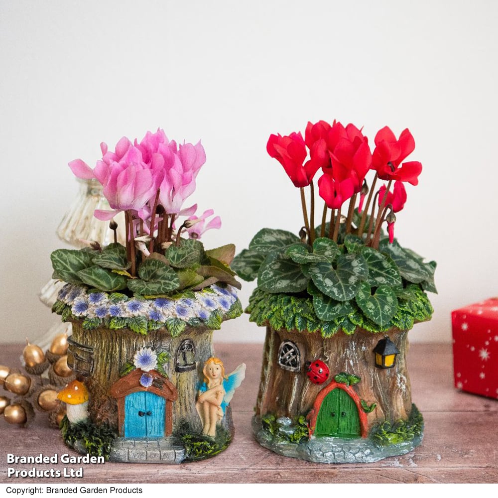 Woodland Ladybird Planter with Cyclamen - Gift | Suttons