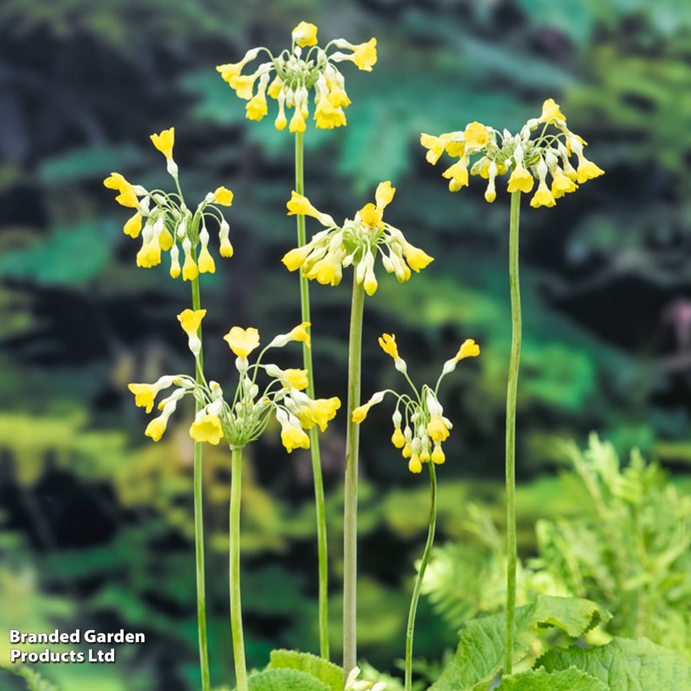 Primula florindae (Marginal Aquatic)