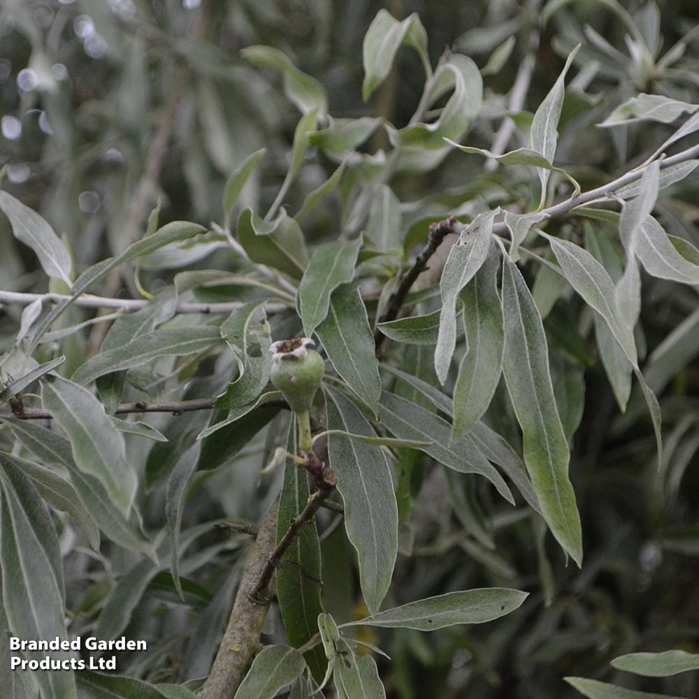 Pyrus salicifolia 'Pendula' (Mature Tree)