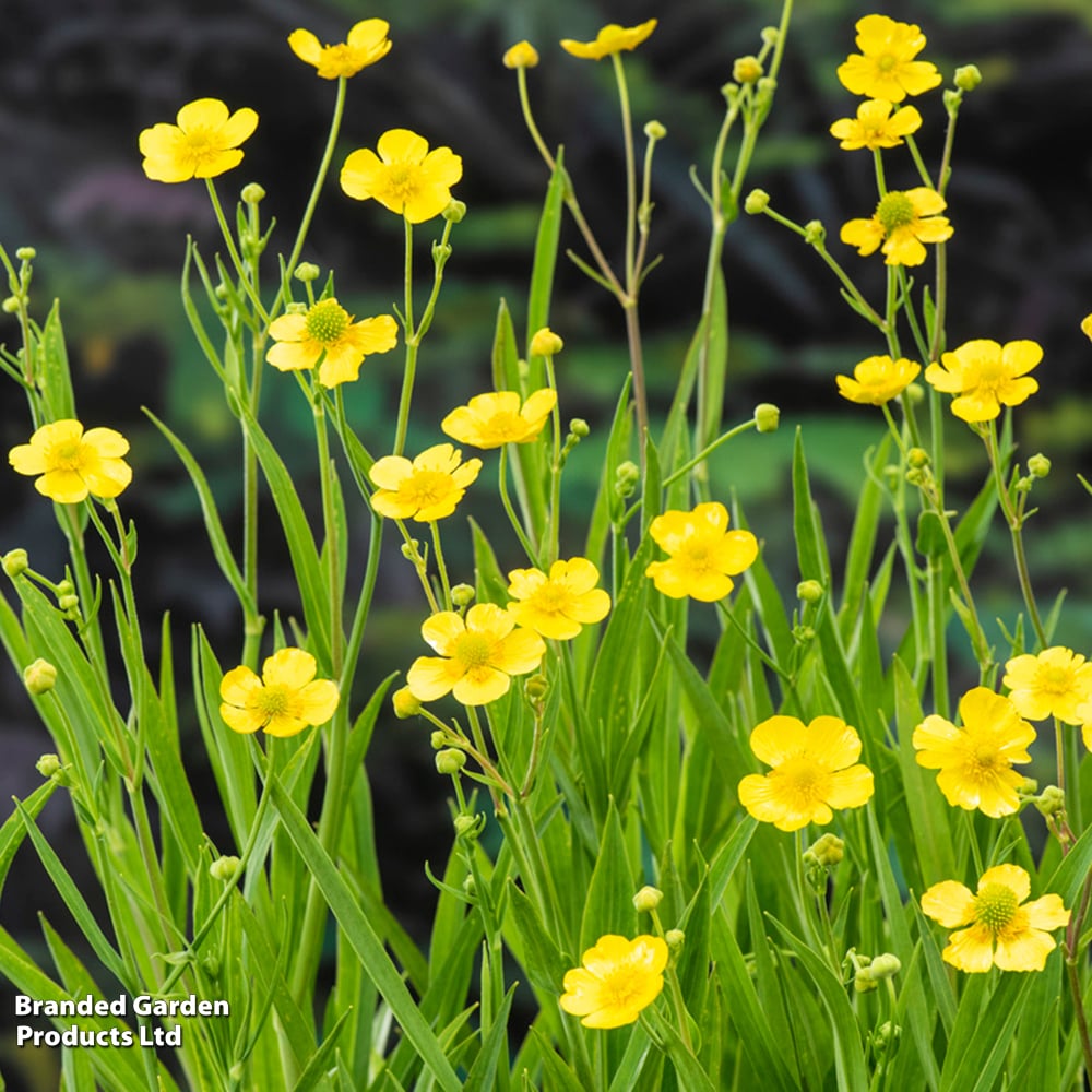 Ranunculus lingua (Marginal Aquatic)