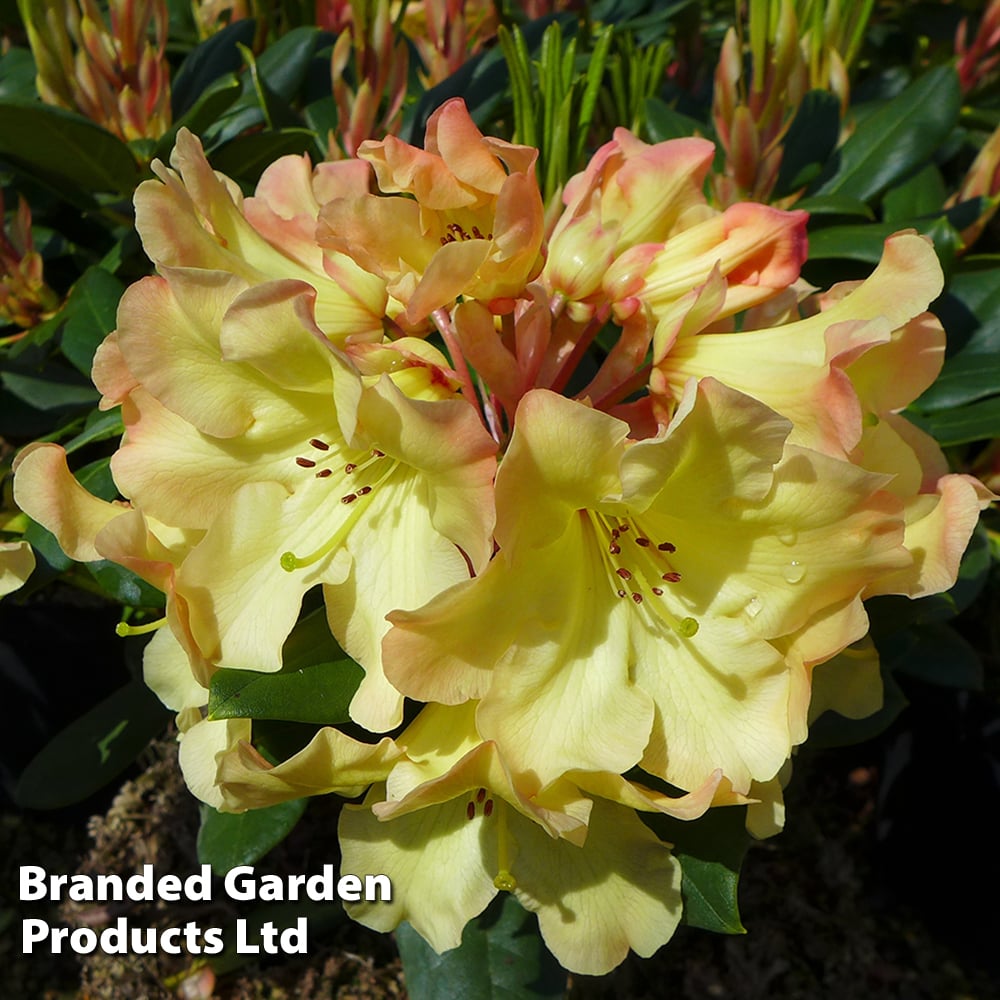 Rhododendron 'Nancy Evans'