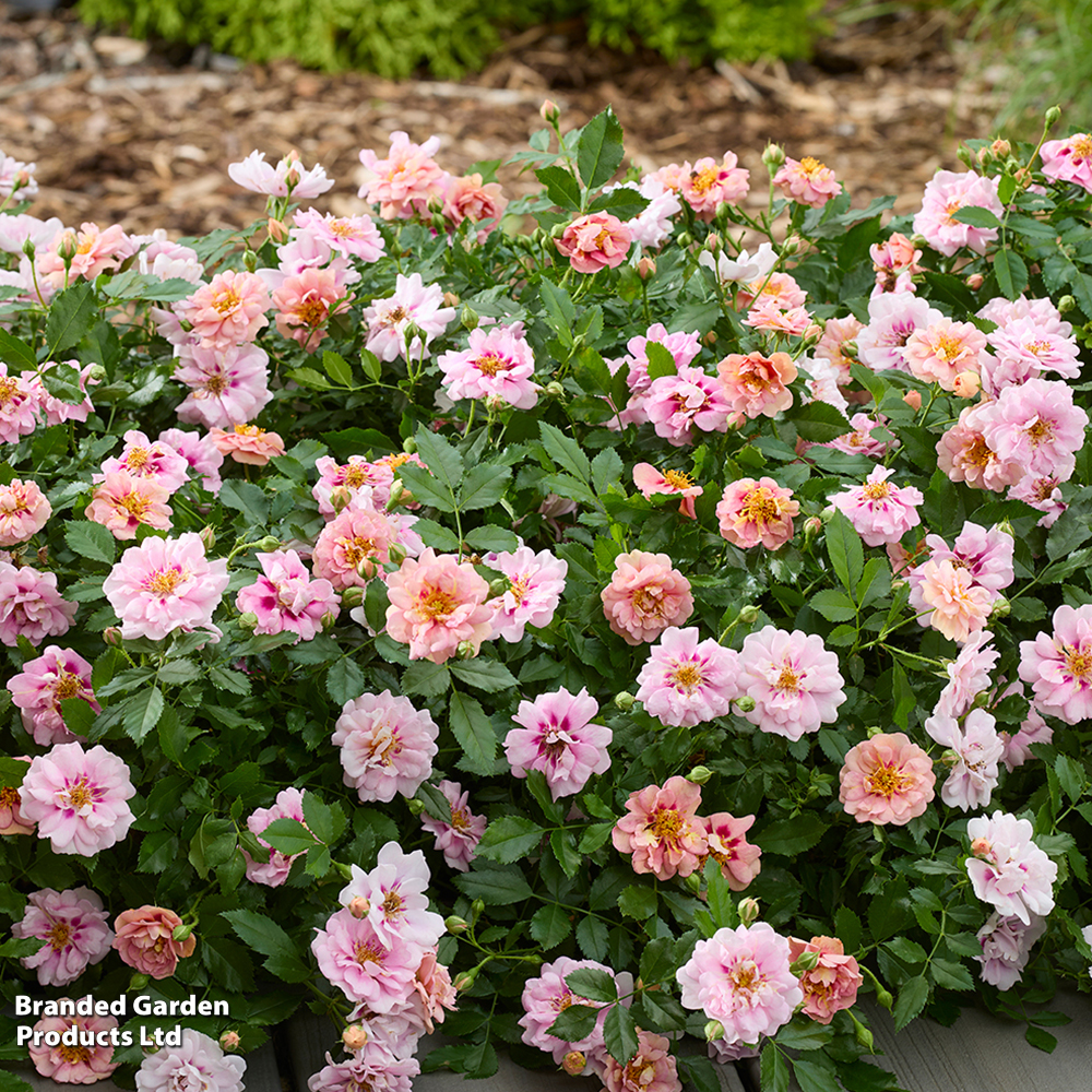 Rose 'Amirose'